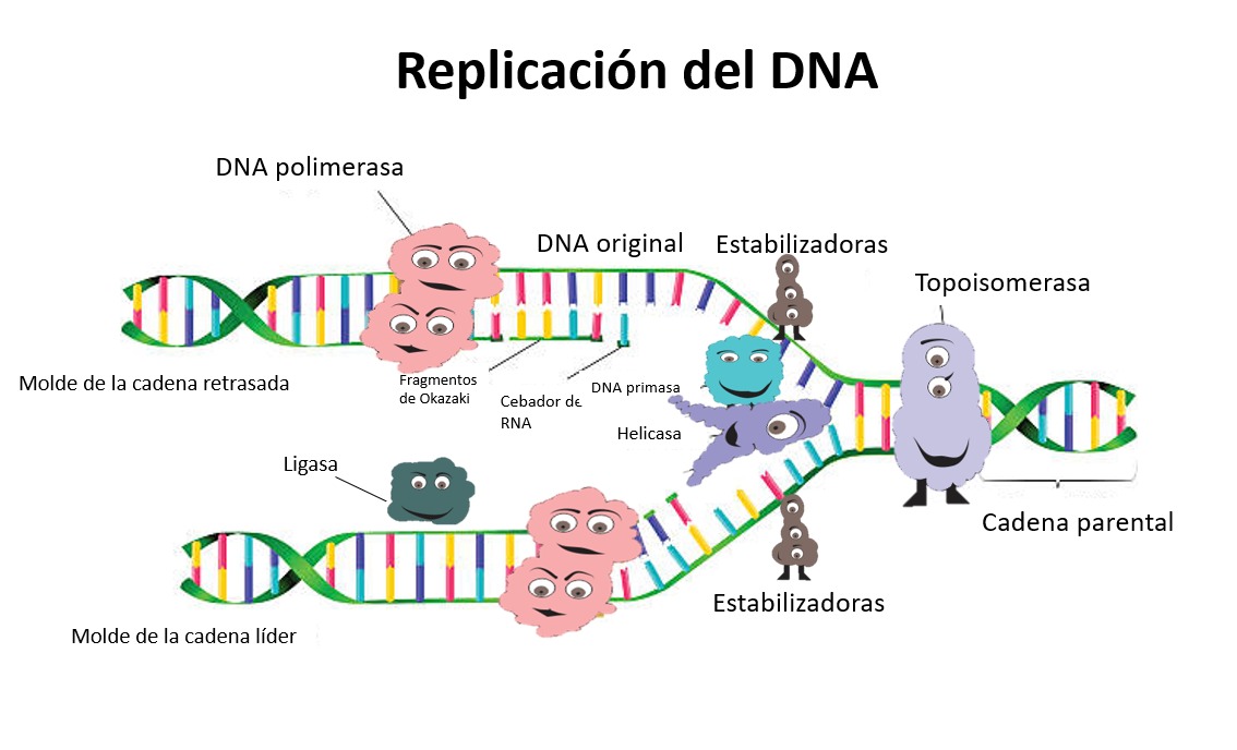 Replicación: genética molecular – Alianza B@UNAM, CCH & ENP ante la pandemia